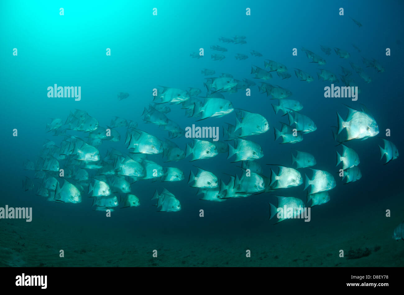 A school of Atlantic spadefish swims near Jupiter, Florida Stock Photo ...