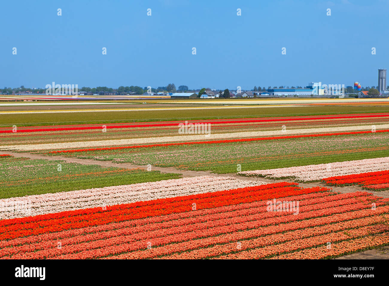 Dutch bulb field of colorful tulips near Lisse Stock Photo - Alamy