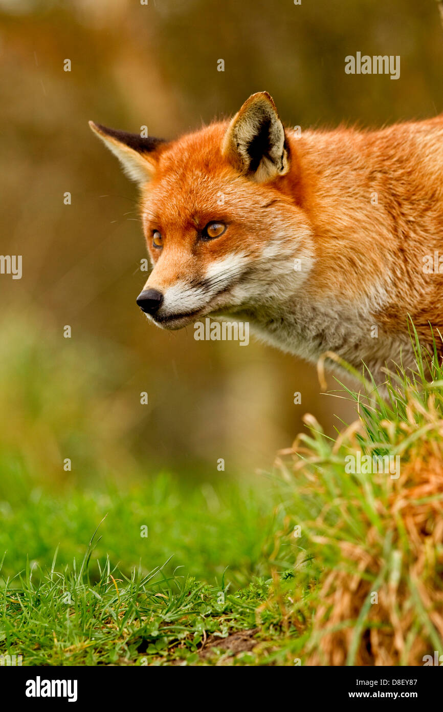 A Red fox on the prowl and in search of its daily meal Stock Photo - Alamy