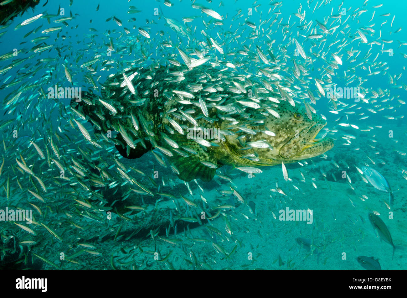 Goliath Grouper Aggregation near Palm Beach, Florida Stock Photo - Alamy