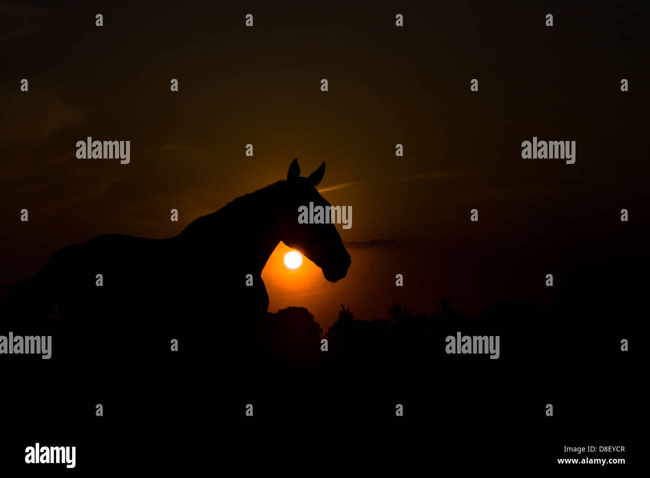 Horse sunset silhouette hi-res stock photography and images - Alamy