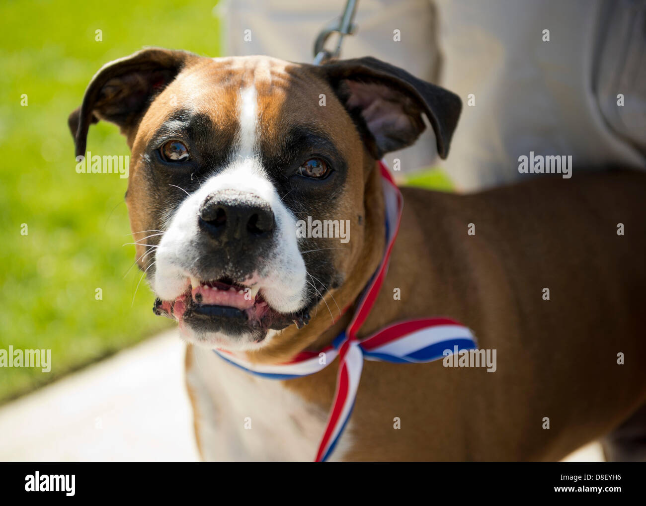 Merrick, New York, USA. 27th May 2013. Harley Manson, a boxer dog, is ...