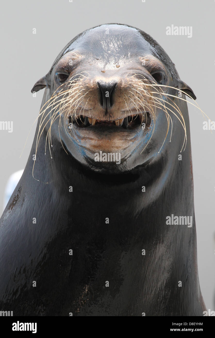 Smiling Sea Lion