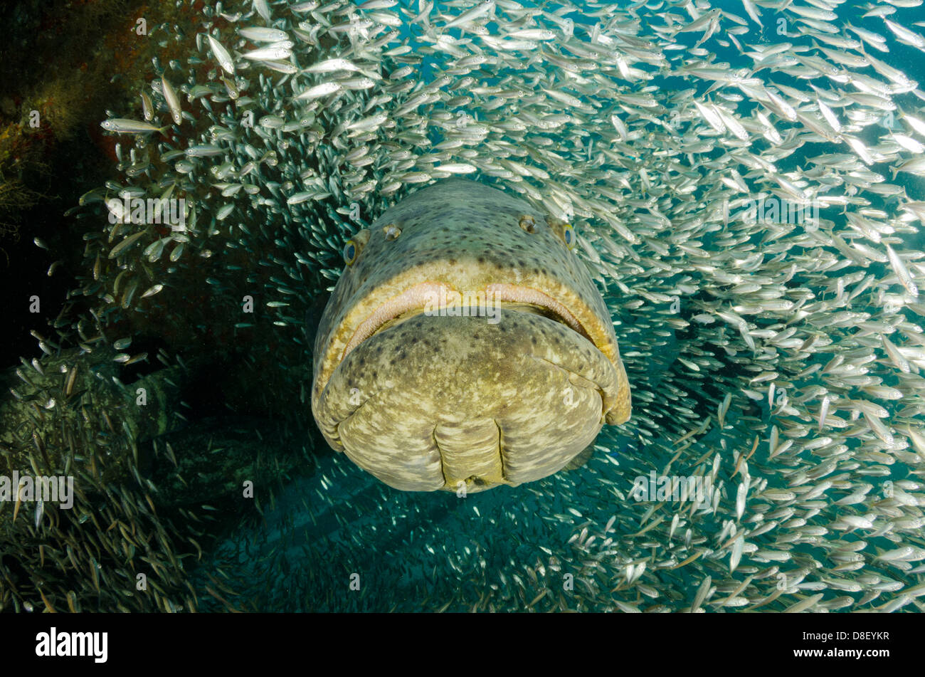Goliath Grouper Aggregation near Palm Beach, Florida Stock Photo - Alamy