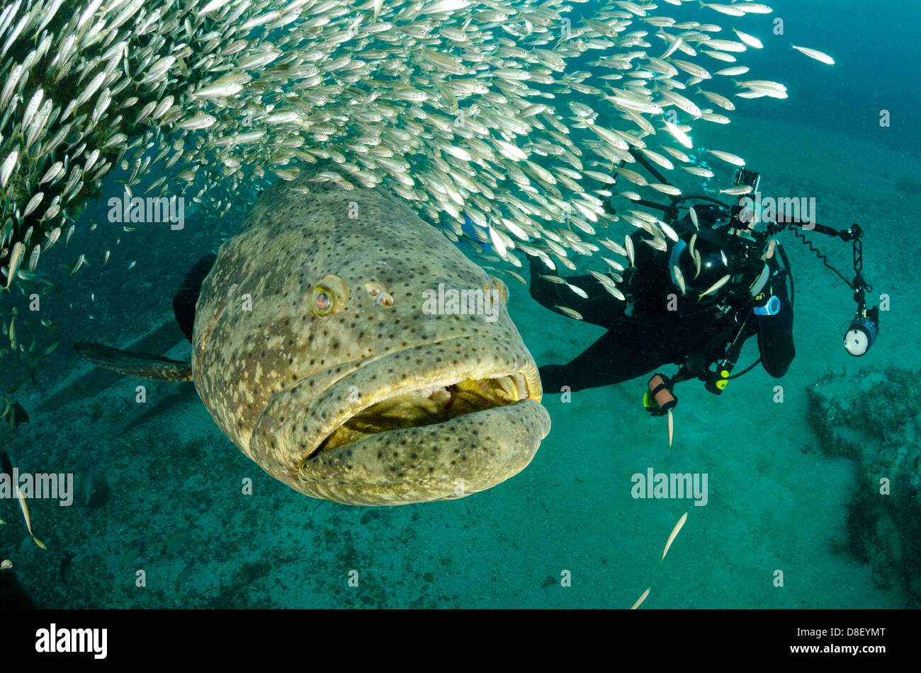 Scuba diver goliath grouper epinephelus hi-res stock photography and ...