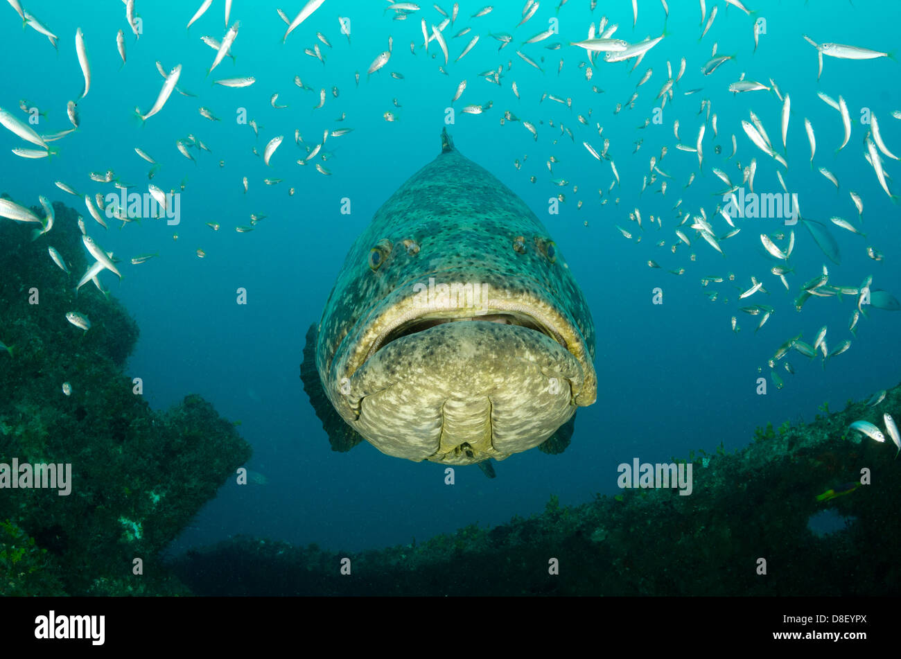 Goliath Grouper Aggregation near Palm Beach, Florida Stock Photo - Alamy
