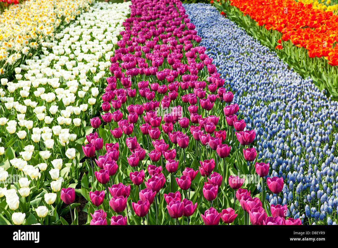 Dutch bulb field with colorful tulips in closeup Stock Photo - Alamy