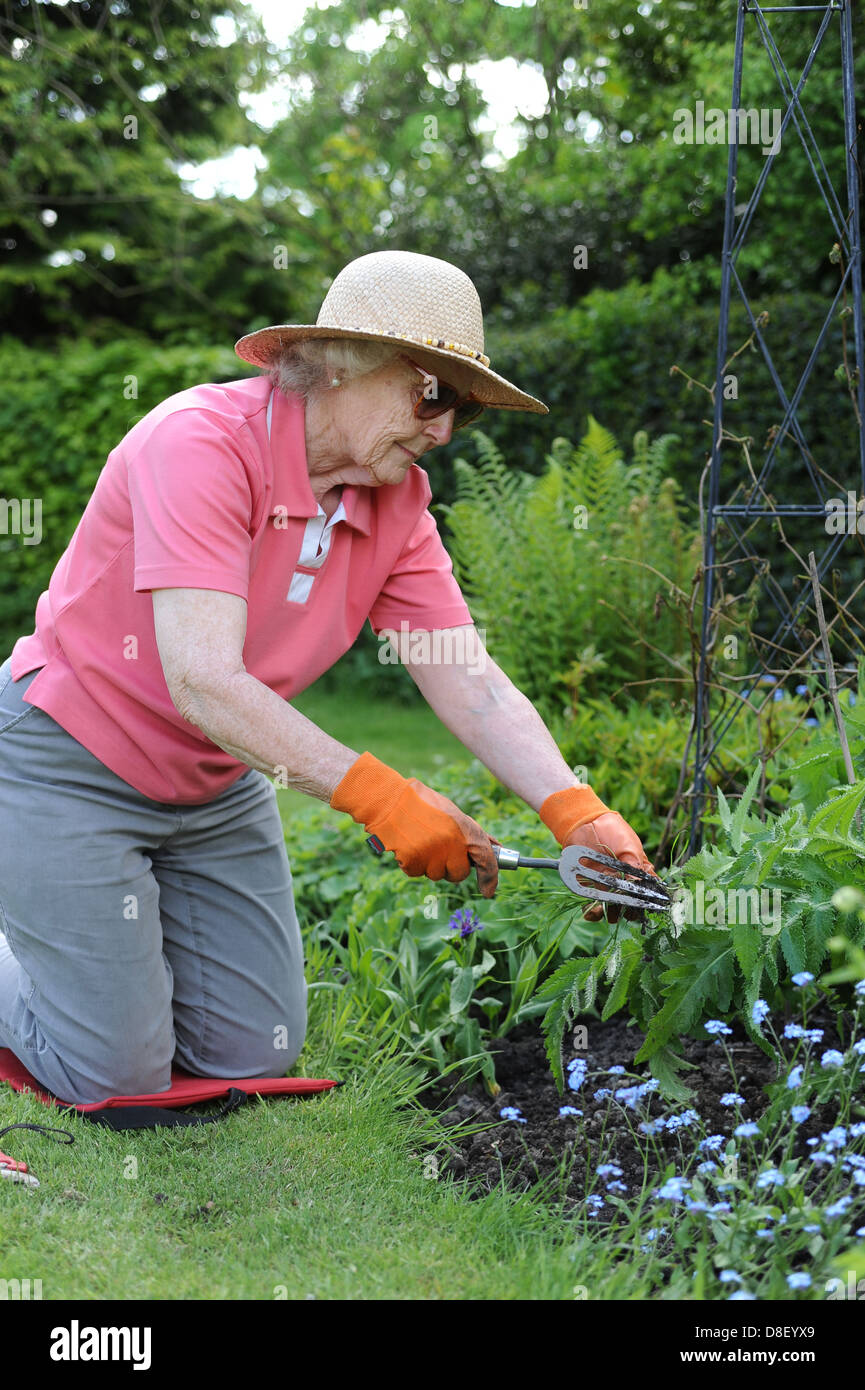 77 year old lady pensioner pruning and weeding in her garden at home in ...