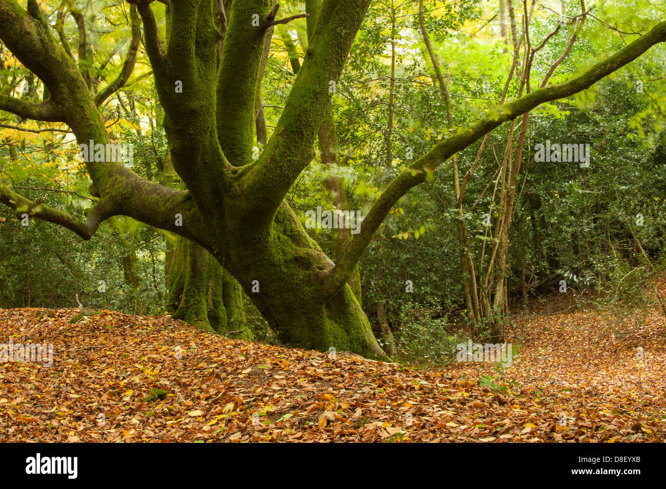 Ancient Beech Tree Stock Photo - Alamy