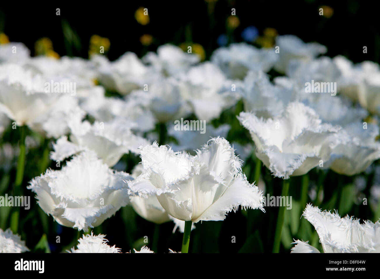 White Dutch tulips with jagged edge in closeup Stock Photo - Alamy