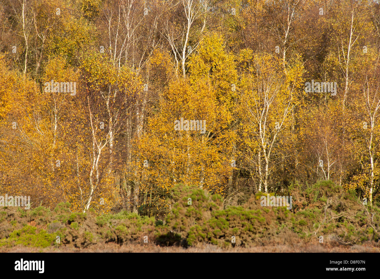 Autumn colours of the Dorset heathlands Stock Photo - Alamy