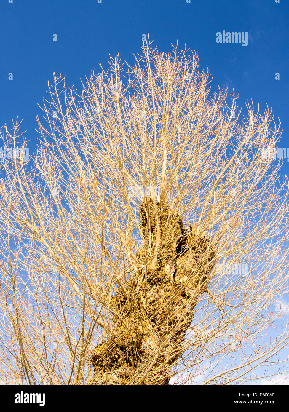 Pollard tree winter hi-res stock photography and images - Alamy