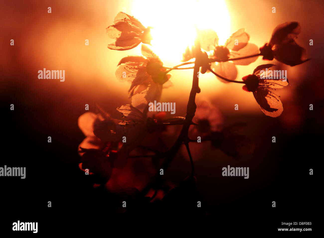 Thundercloud plum hi-res stock photography and images - Alamy