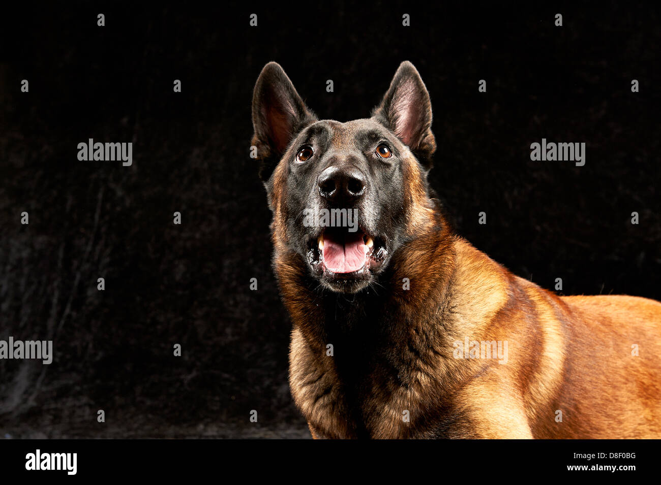 Purebred malinois on black background Stock Photo - Alamy
