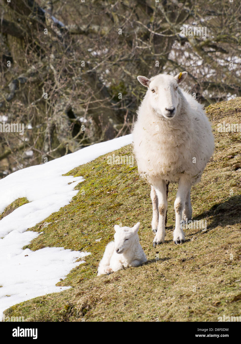Snow white lamb hi-res stock photography and images - Alamy