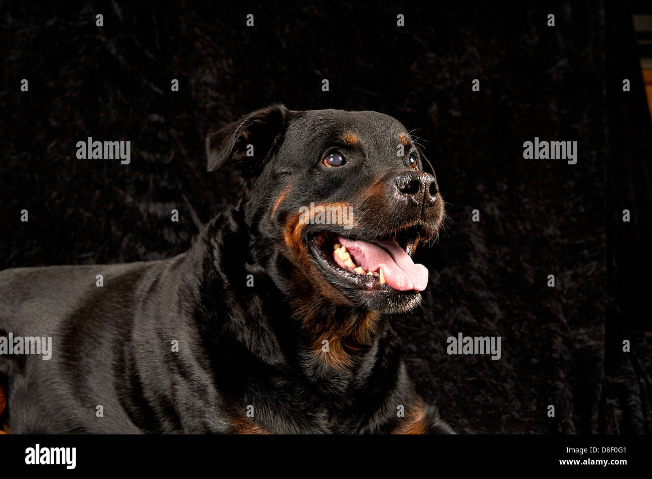 Purebred rottweiler on black background Stock Photo - Alamy