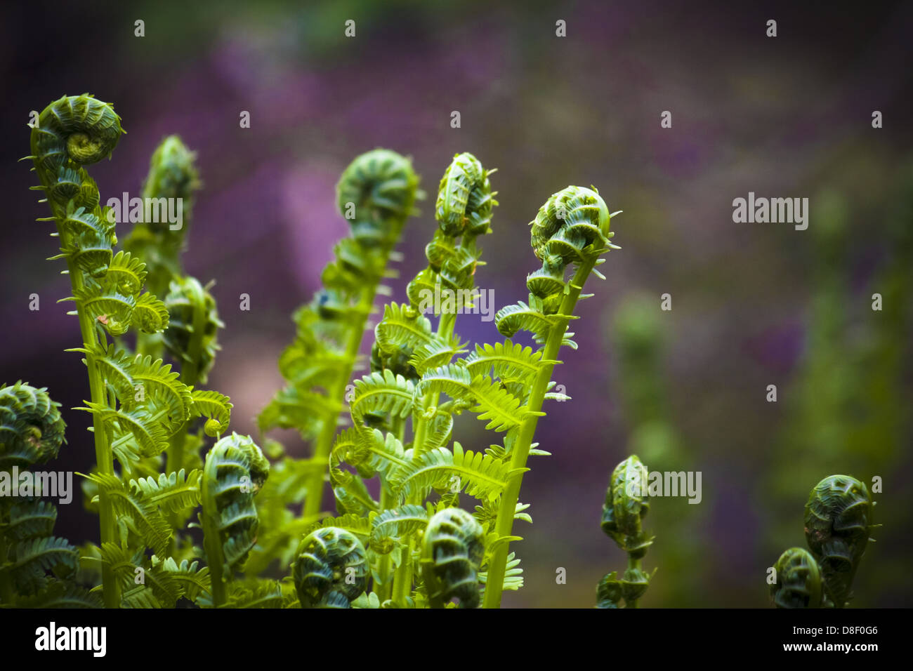 Edible Ostrich "fiddlehead" ferns growing at Green Gables in Cavendish ...