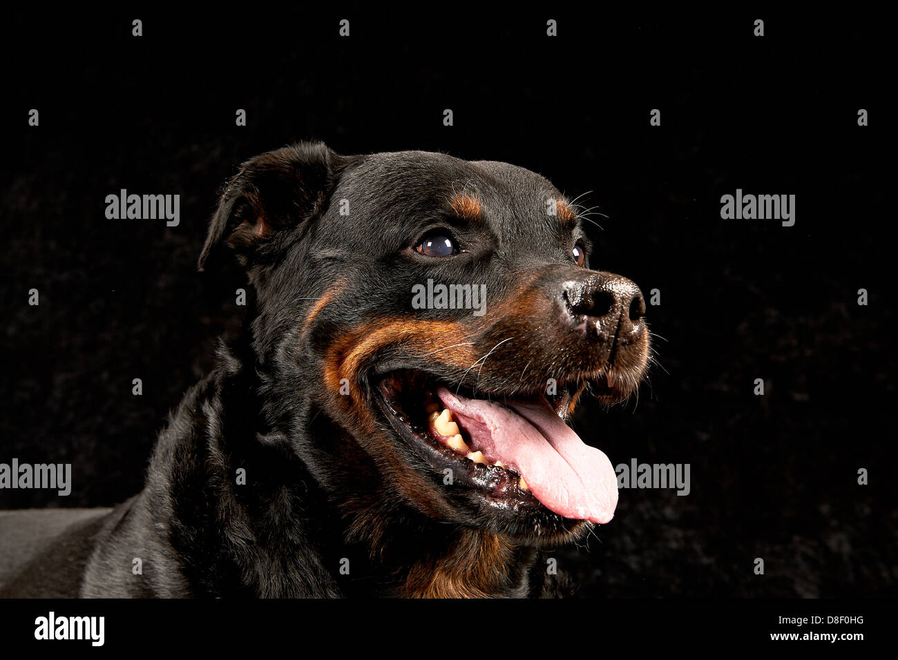Male rottweiler hi-res stock photography and images - Alamy