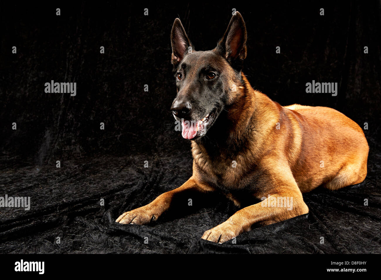 Purebred malinois on black background Stock Photo - Alamy