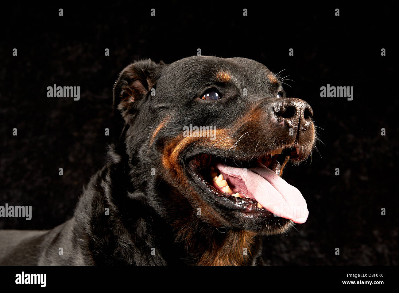 Male rottweiler hi-res stock photography and images - Alamy