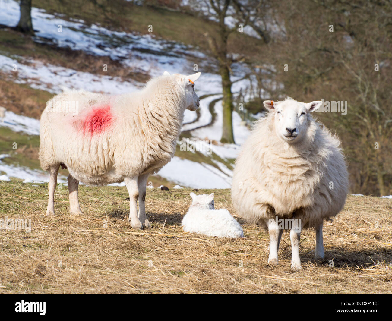 A young lamb born in unseasonal winter conditions in late march 2013 on ...