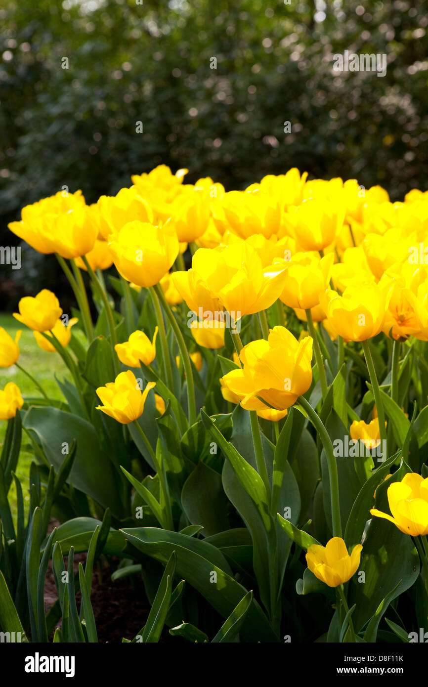 Yellow Dutch tulip "Tulipa" flower in closeup Stock Photo - Alamy