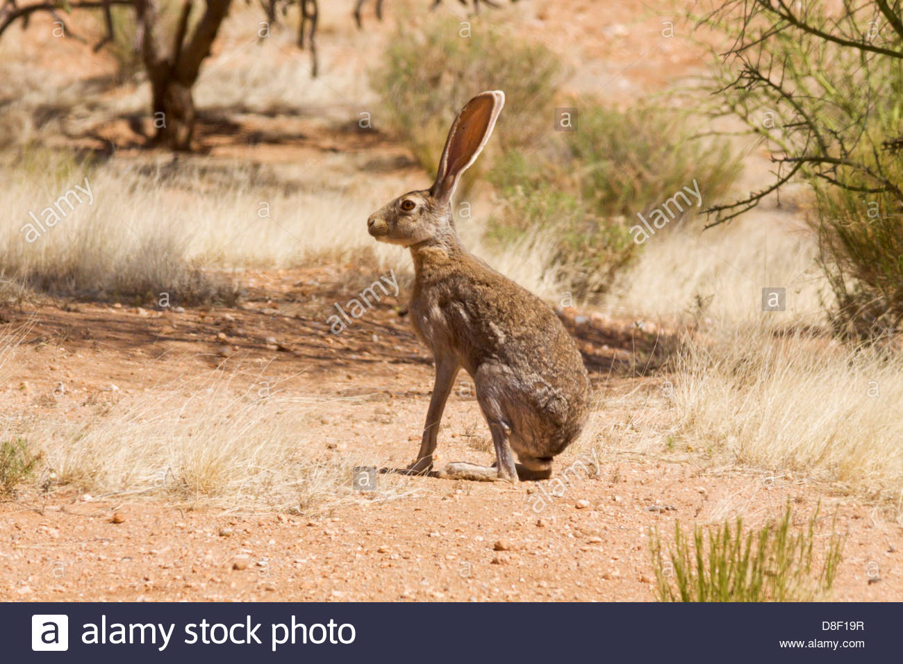 Antelope Jackrabbits High Resolution Stock Photography and Images - Alamy