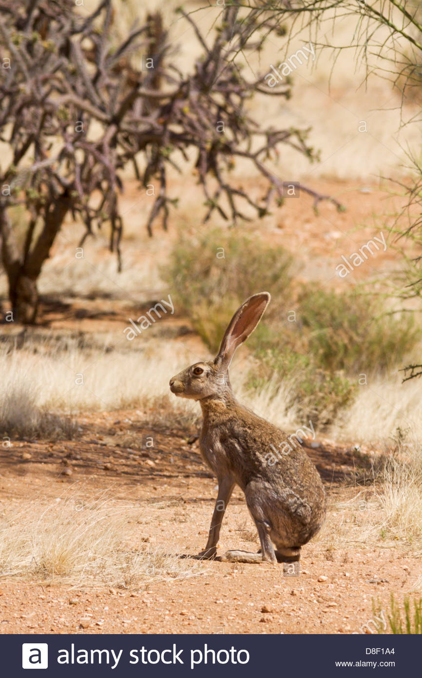 Jack Rabbit Desert High Resolution Stock Photography and Images - Alamy