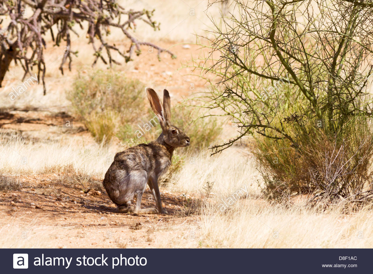 Antelope Jackrabbits High Resolution Stock Photography and Images - Alamy