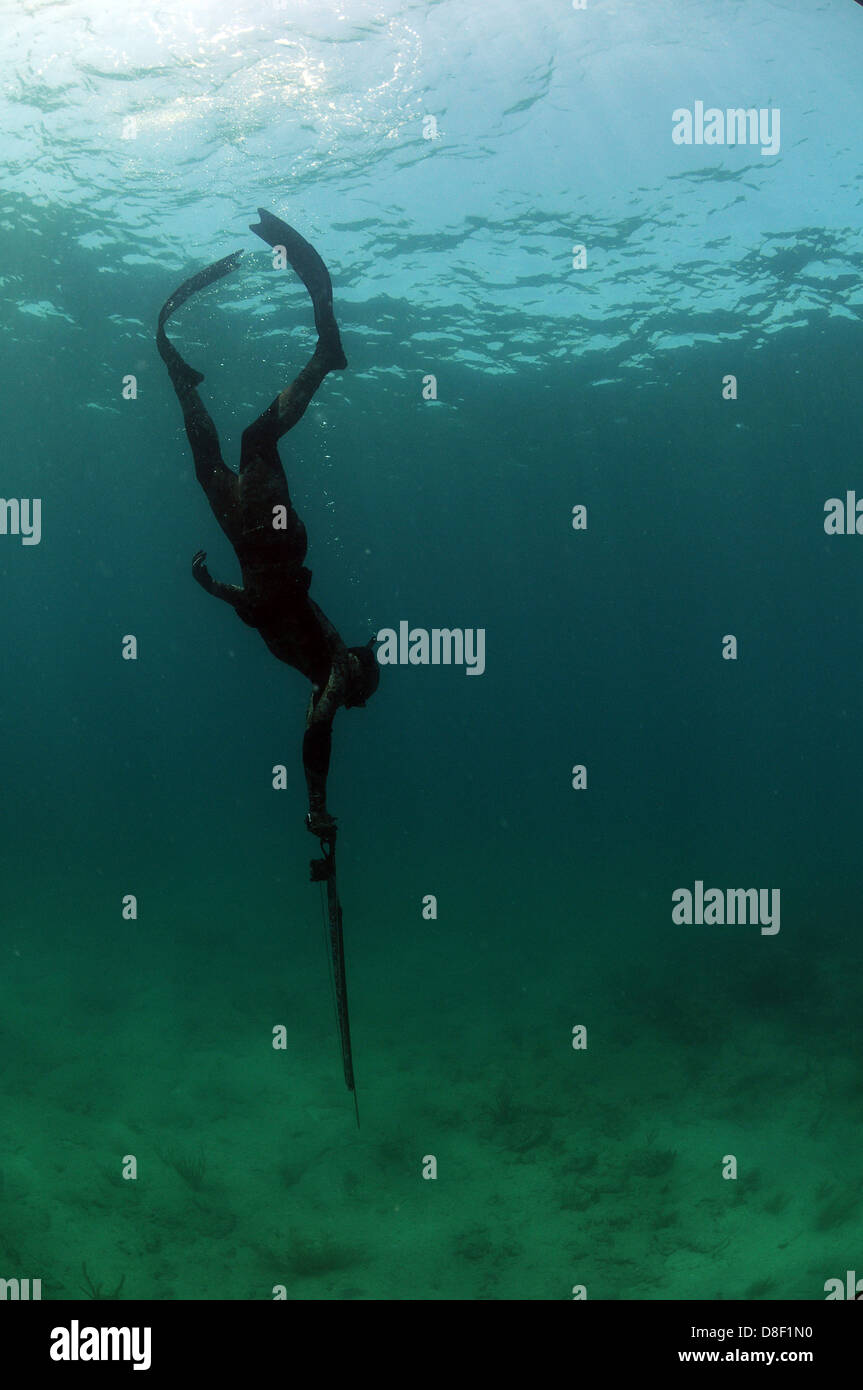 Man free diving and spearfishing in camouflage wetsuit in Atlantic ...