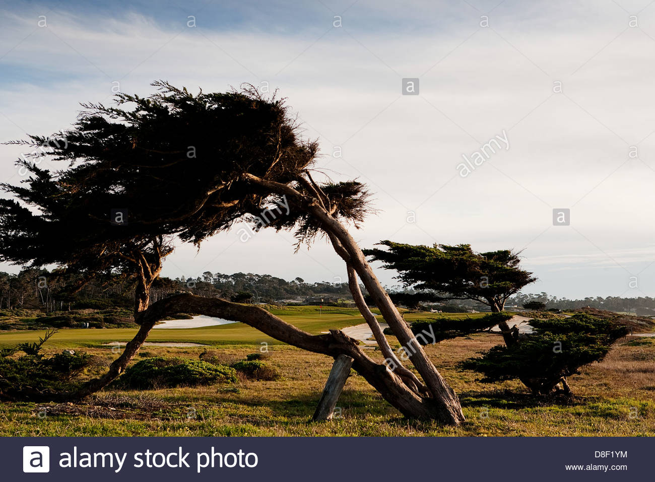 Windswept Trees Stock Photos & Windswept Trees Stock Images - Alamy