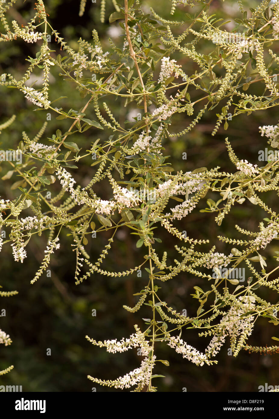 Bee-brush plant (Aloysia gratissima ) blossoms Stock Photo - Alamy