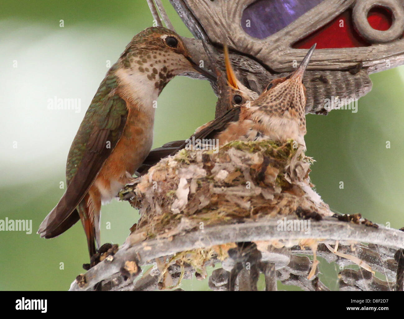 Hummingbirds Nest High Resolution Stock Photography and Images - Alamy