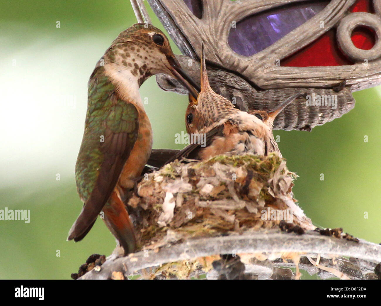 Mother Hummingbird tends to her young in the nest that she built on top ...