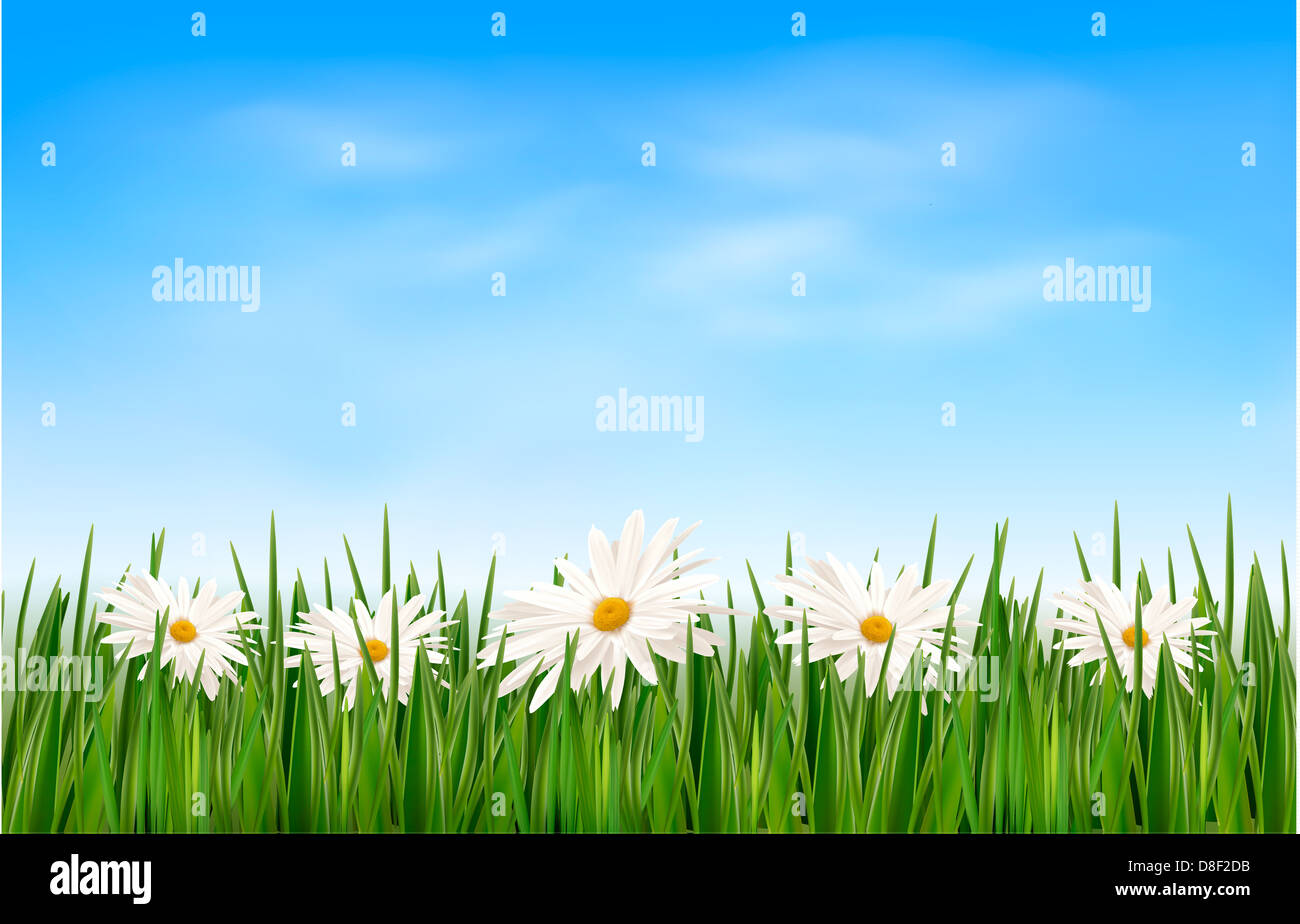 Nature background with green grass and flowers and blue sky. Vector ...