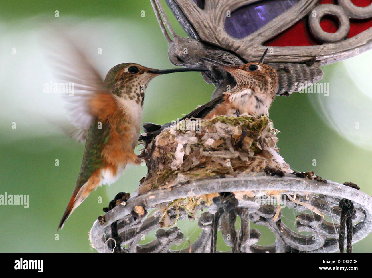 Mother Hummingbird tends to her young in the nest that she built on top ...