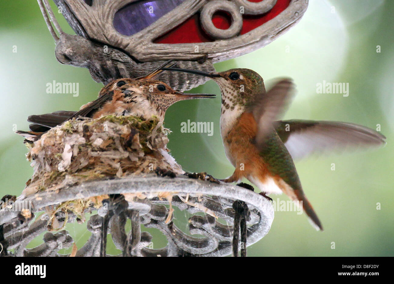 Mother Hummingbird tends to her young in the nest that she built on top ...