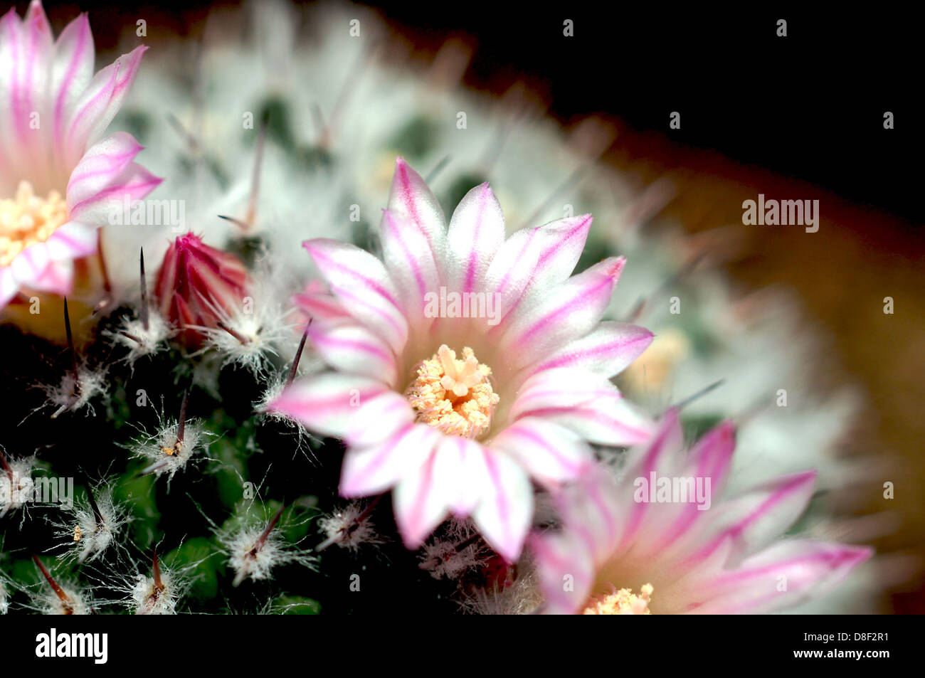 Cactus close up purple spikes hi-res stock photography and images - Alamy
