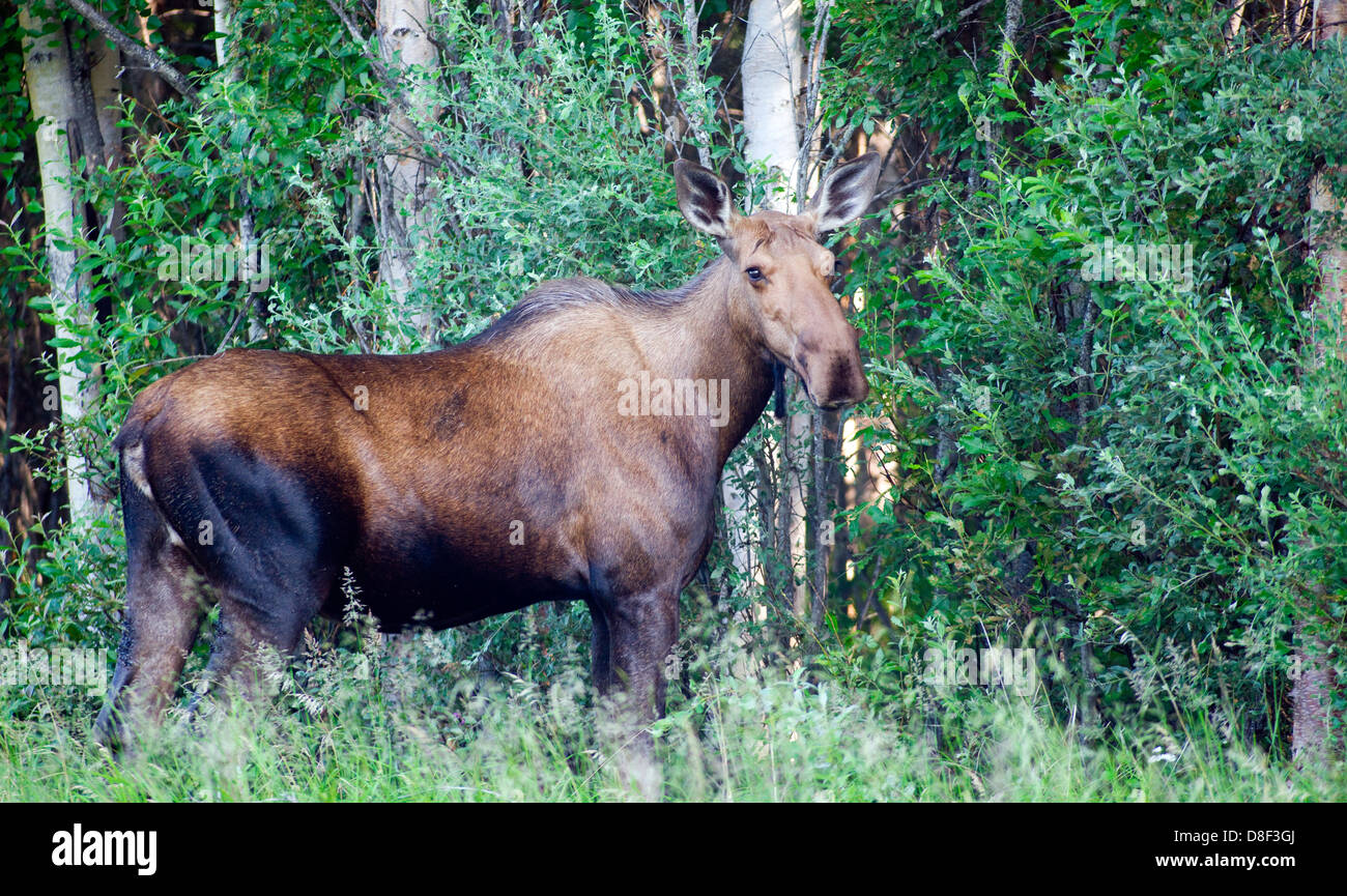 A large Alaskan Moose stands at the edge of the woods in Alaska Stock ...