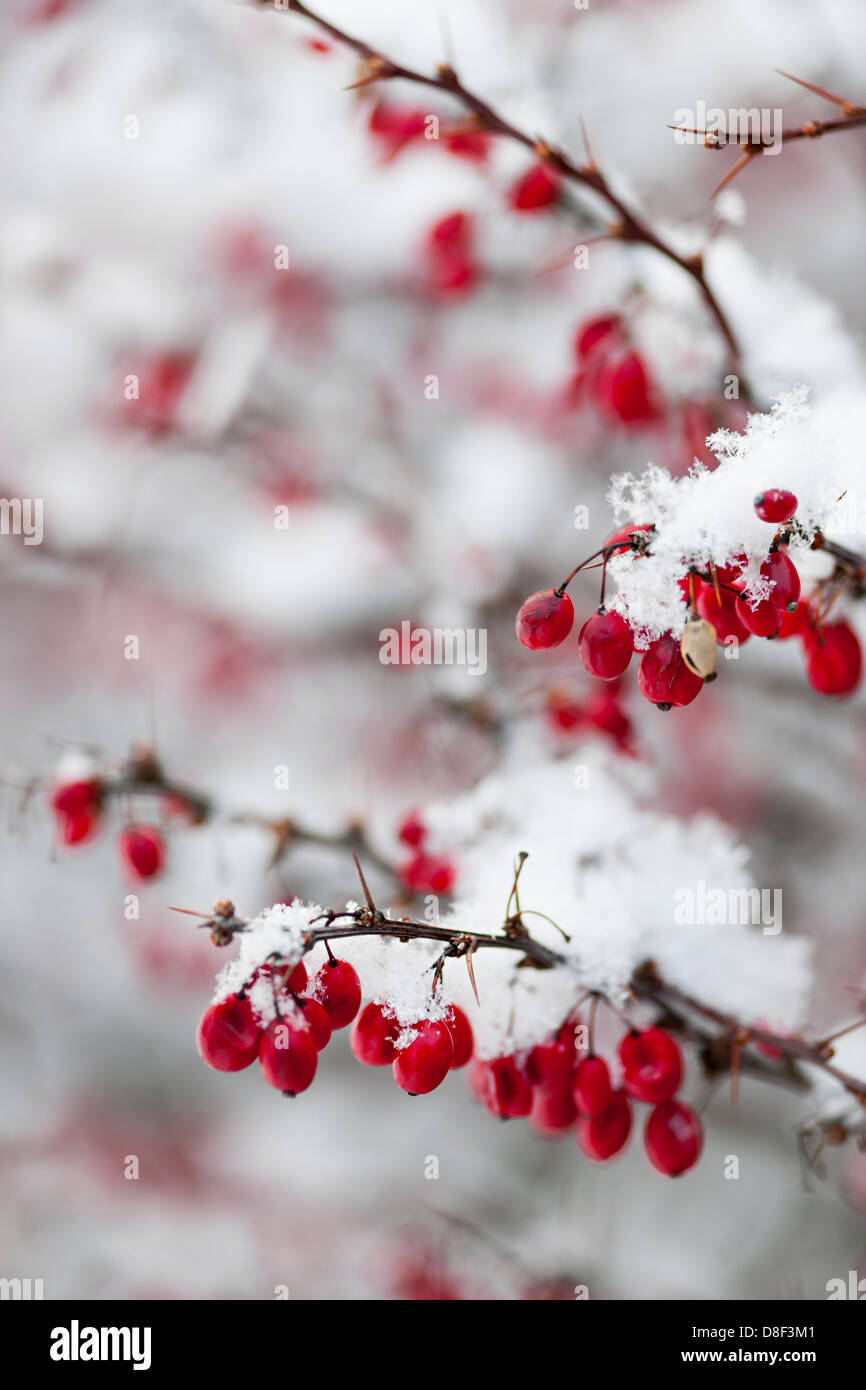 Snowy red barberry berries closeup in winter Stock Photo - Alamy