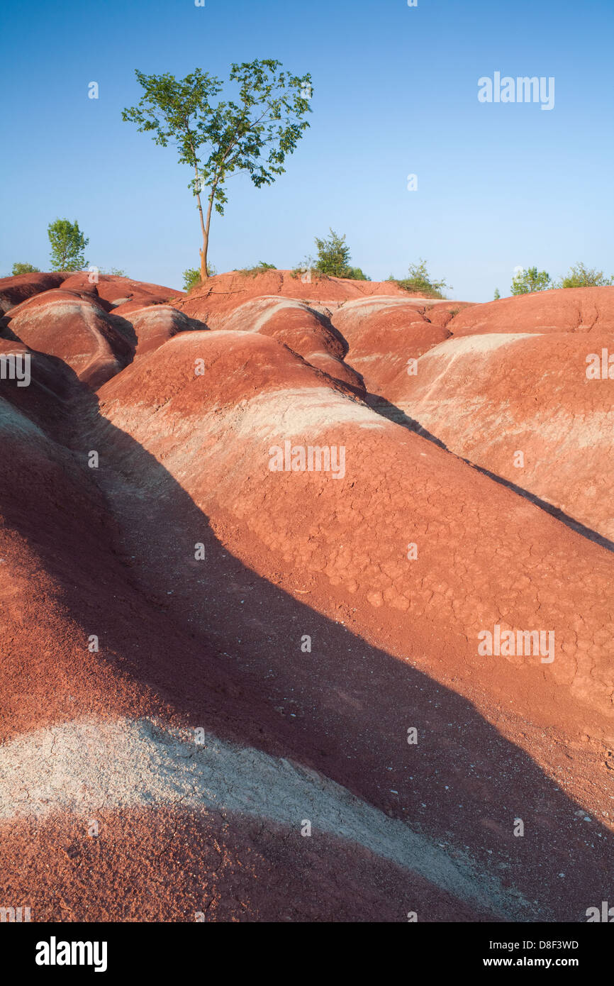 Lone tree in the Badlands, Ontario Stock Photo - Alamy