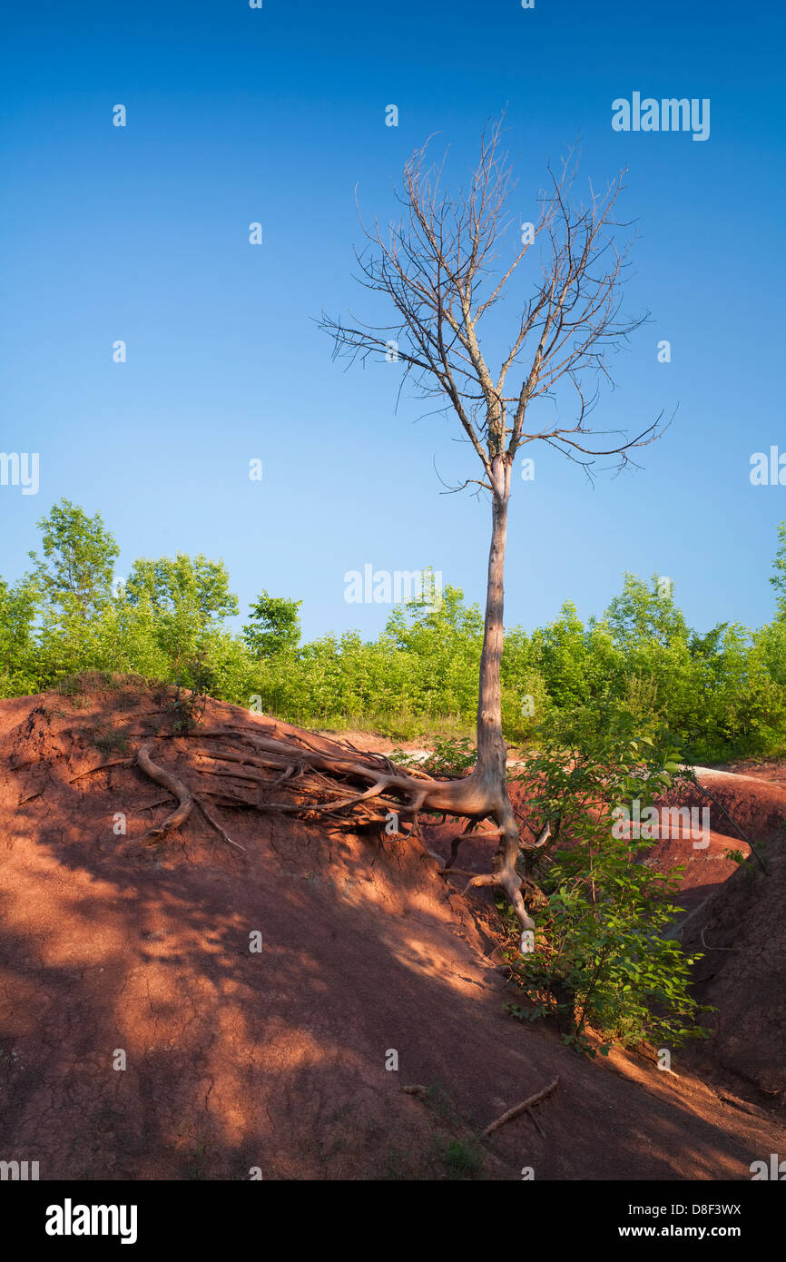 Lone tree in the Badlands, Ontario Stock Photo - Alamy