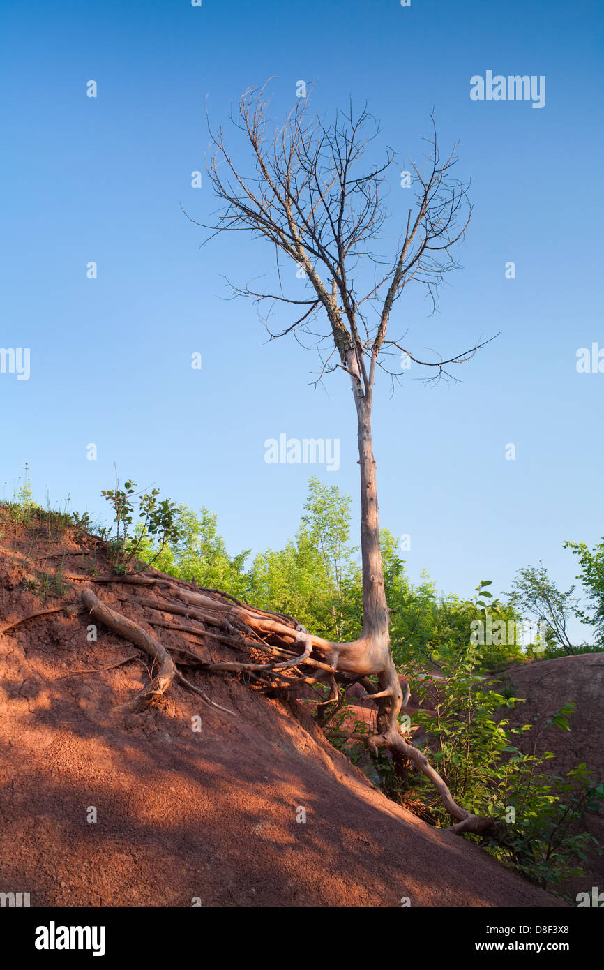 Lone tree in the Badlands, Ontario Stock Photo - Alamy