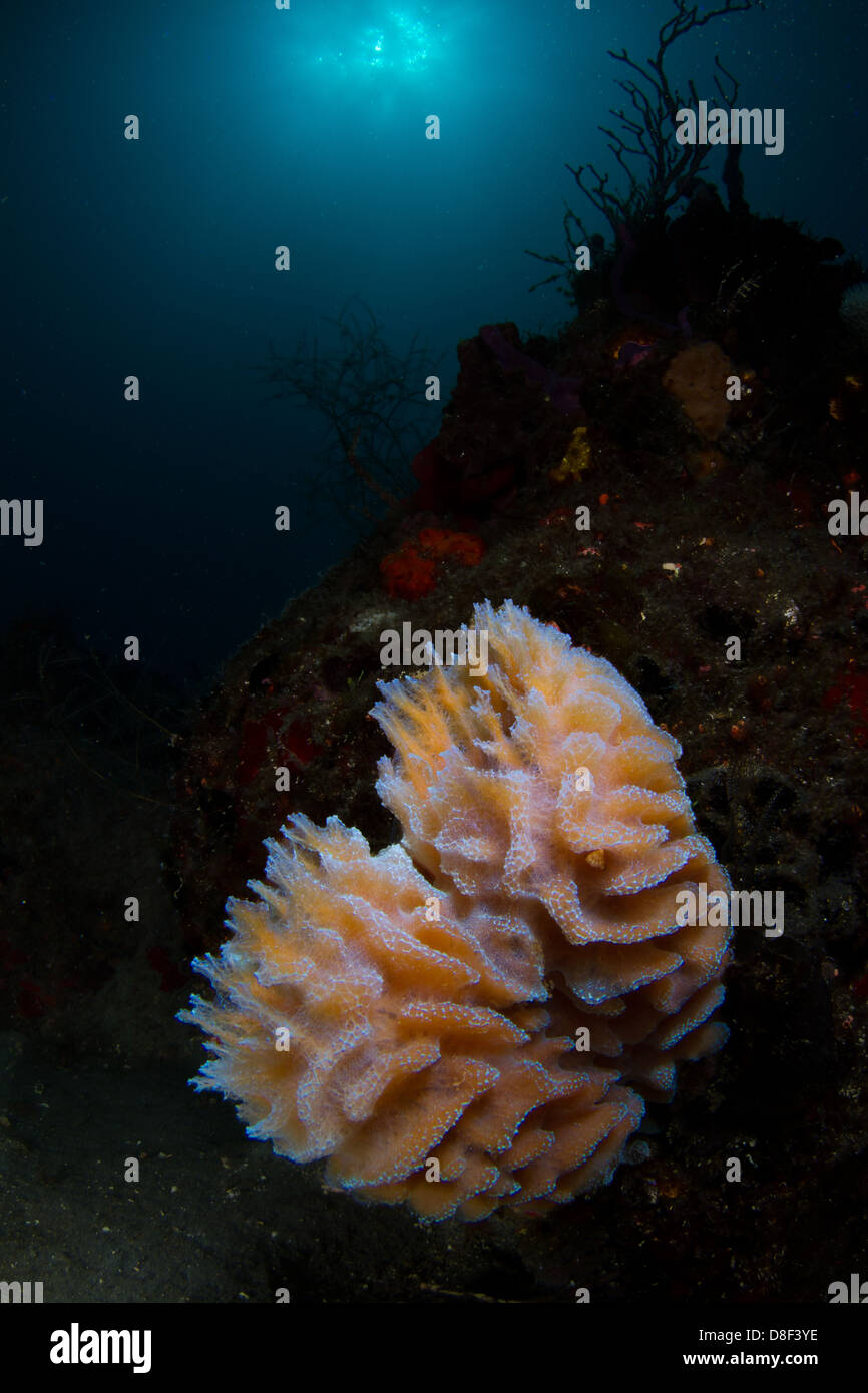 Florida Palm Beach Sponge High Resolution Stock Photography and Images ...