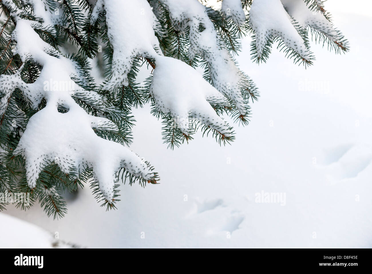 Evergreen tree branches hi-res stock photography and images - Alamy