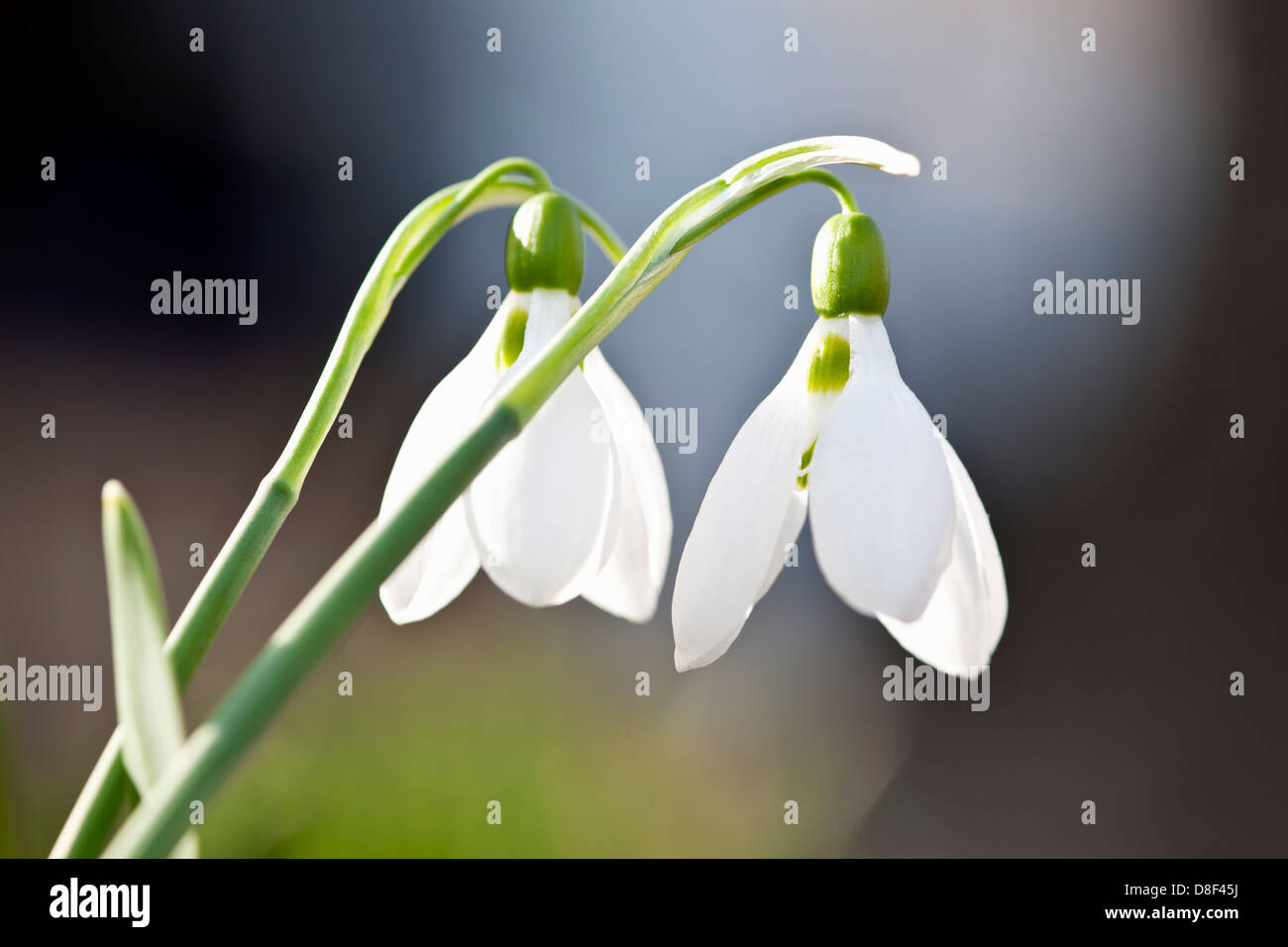 Closeup of white spring snowdrops with delicate green stems Stock Photo ...