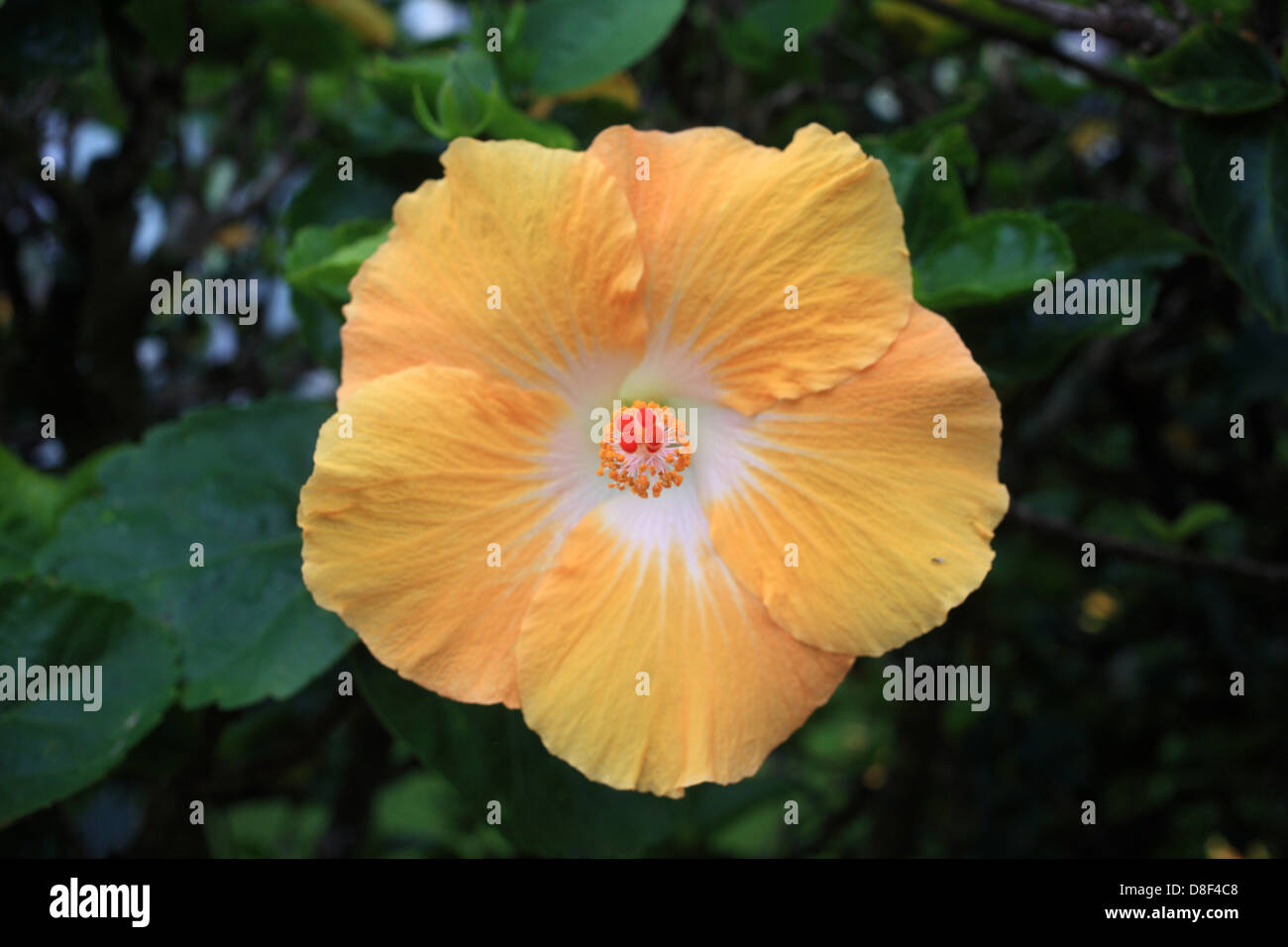 Yellow tube flowers hi-res stock photography and images - Alamy