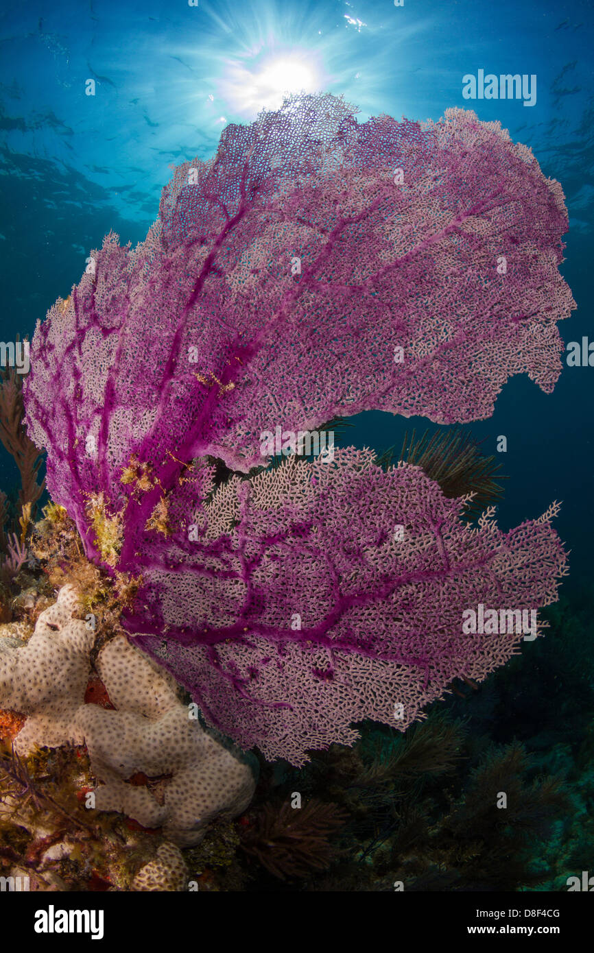 Purple gorgonian sea fan waving in the current atop a reef in Key Largo ...