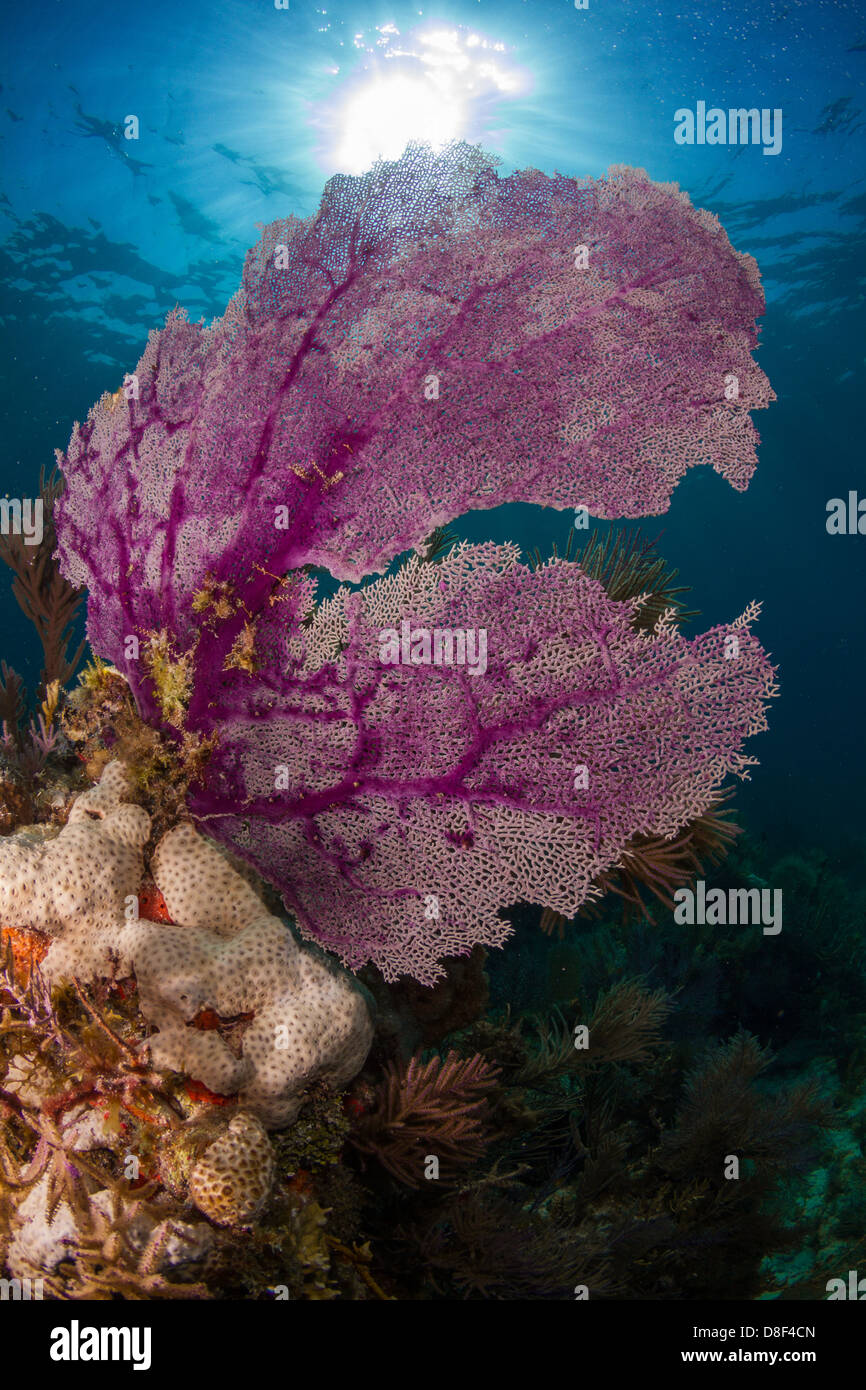 Purple gorgonian sea fan waving in the current atop a reef in Key Largo ...