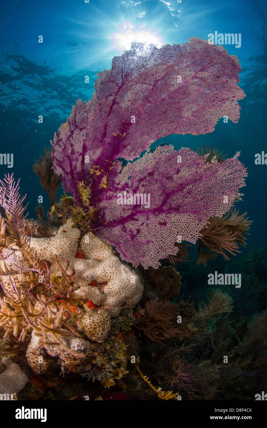 Purple gorgonian sea fan waving in the current atop a reef in Key Largo ...